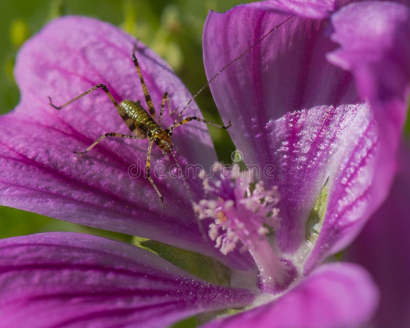 Long-Legged Insect on a Vivid Violet Flower Stock Image - Image of ...