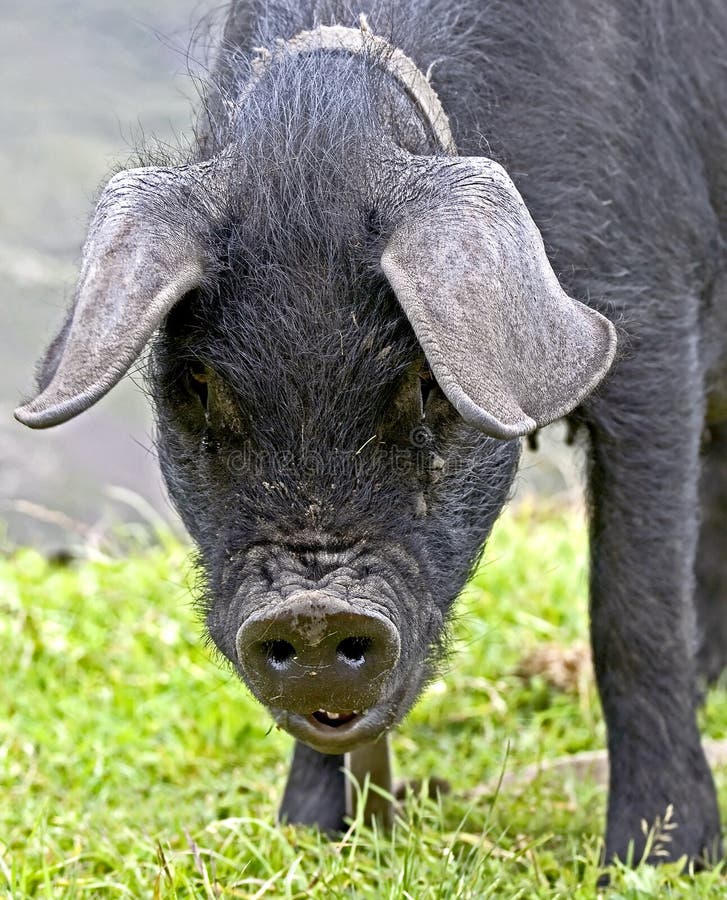 Long-legged pig 2 stock photo. Image of view, chop, gobble - 25999068
