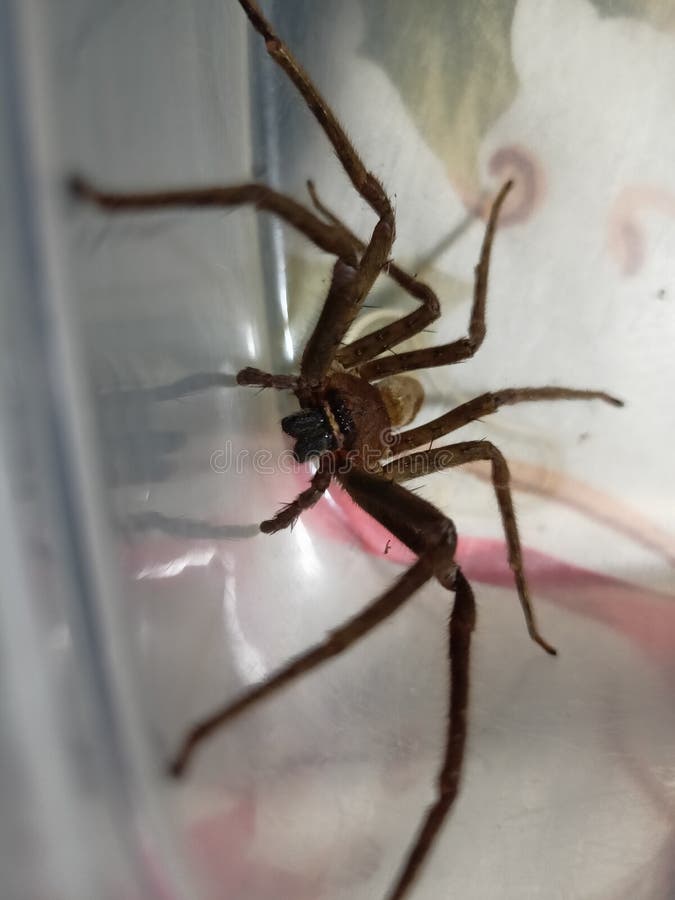 Long legged spider stock image. Image of weevil, long - 214179495