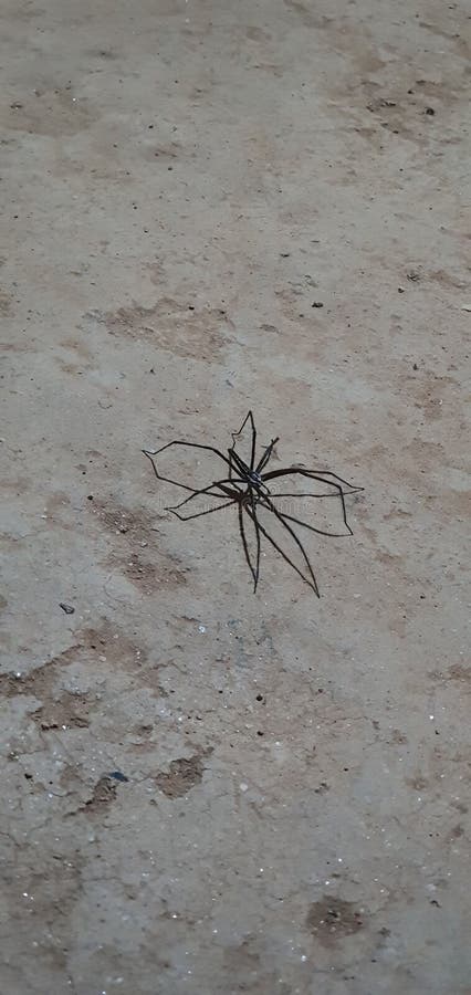 Long-legged Spider on a Cement Ground in Closeup Stock Image - Image of ...