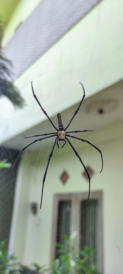 Long-legged Spiders Make Their Webs in Settlements Stock Image - Image ...