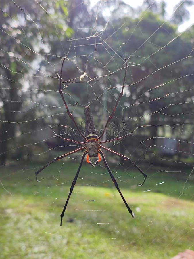 Long Legged Spiders are Waiting for Prey Stock Photo - Image of ...