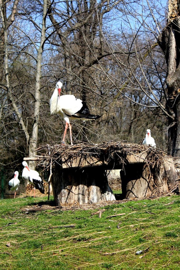 Long-legged stork stock image. Image of nature, natural - 38898745