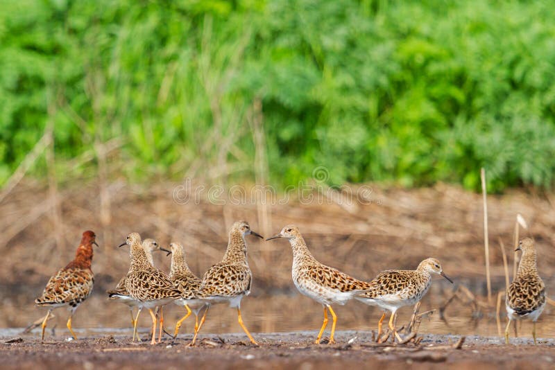 Long-legged Waders Stand in a Swamp Stock Photo - Image of sand, tringa ...