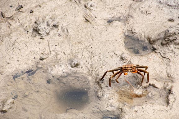 Long legs crab stock image. Image of life, pulau, creature - 26262047