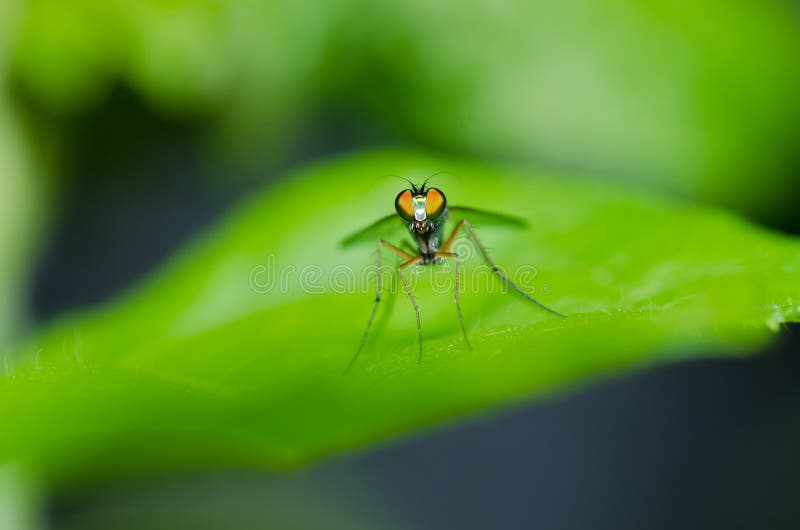 Long Legs Fly in Green Nature Stock Photo - Image of food, insect: 22034438