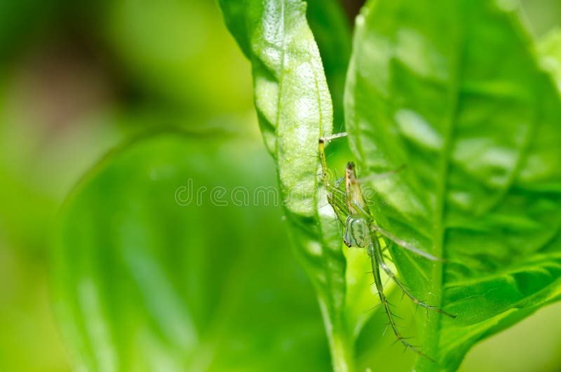 Long Legs Spider in Green Nature Stock Image - Image of jungle ...