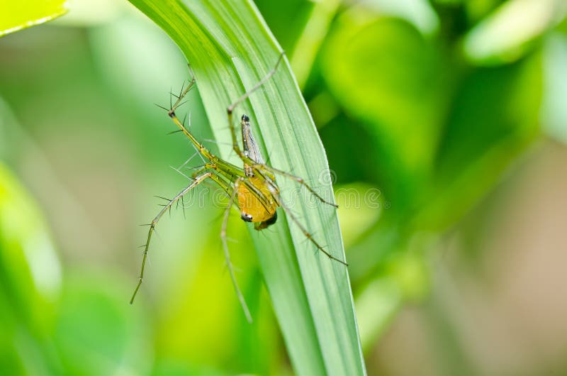 Long Legs Spider in Green Nature Stock Image - Image of bright ...