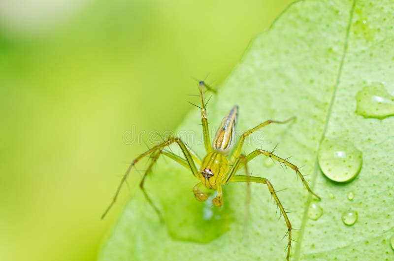 Long Legs Spider in Green Nature Stock Image - Image of single ...