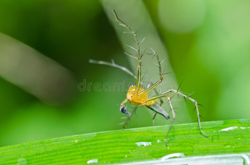 Long Legs Spider in Green Nature Stock Image - Image of summer, macro ...