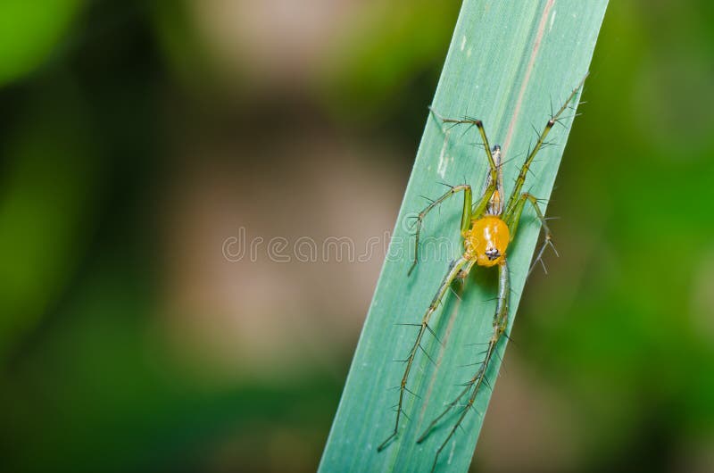 Long Legs Spider in Green Nature Stock Photo - Image of sunlight, macro ...
