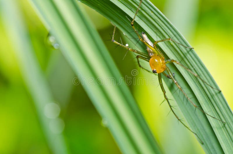 Long Legs Spider in Green Nature Stock Photo - Image of jungle, brown ...