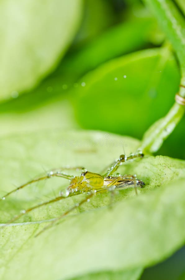 Long Legs Spider in Green Nature Stock Photo - Image of macro, spring ...
