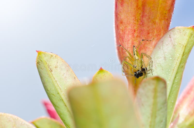 Long Legs Spider in Green Nature Stock Photo - Image of garden, spider ...