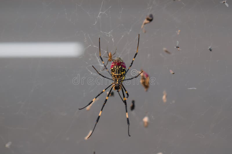 Long Legs Spider on a Spider Web Stock Image - Image of insect, cute ...