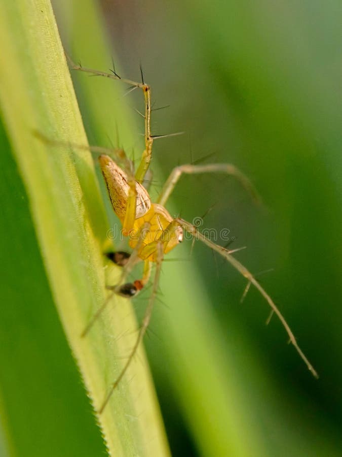 The Long Legs of the Yellow Jumping Spider Stock Image - Image of long ...