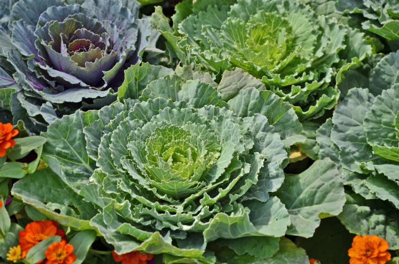Long lived cabbage stock photo. Image of flower, cabbage - 59243868