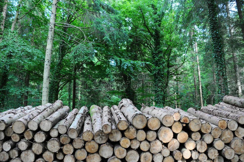 Long log pile stock photo. Image of felled, trees, sustainability ...