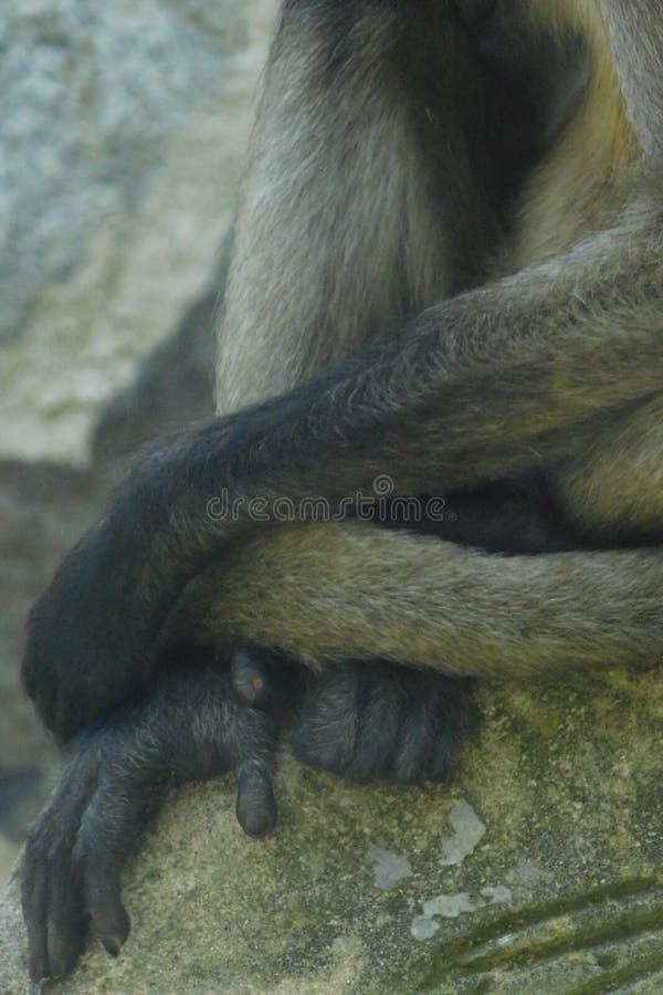 Long & Loose Limbs of Monkey Stock Photo - Image of loose, highlights ...