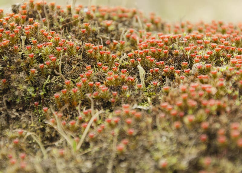 Long Lush Moss in the Forest 2 Stock Image - Image of growth, natural ...