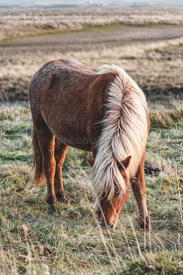 Long Mane Icelandic Horse, Iceland Stock Image - Image of pasture ...