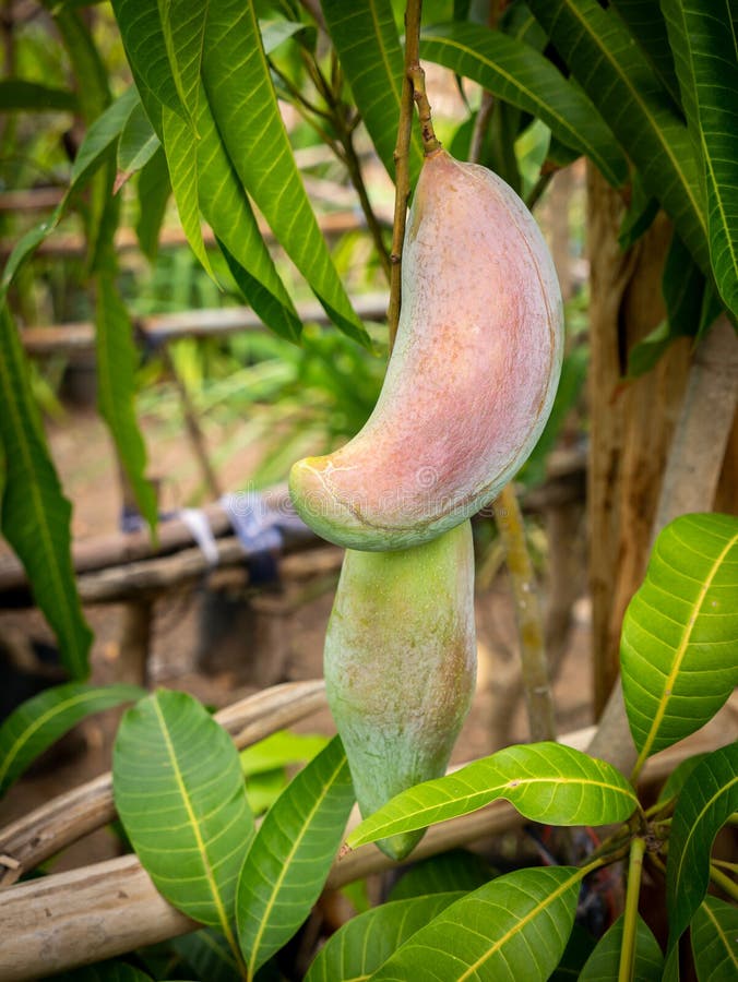 Long Mangoes Fruit Hanging stock image. Image of closeup - 258132613