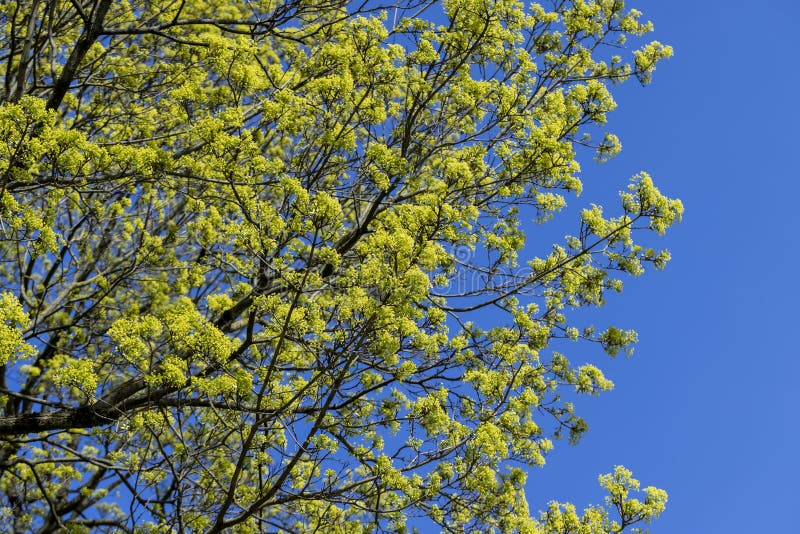 Long Maple Flowers in the Spring Season, Beautiful Maple Stock Image ...