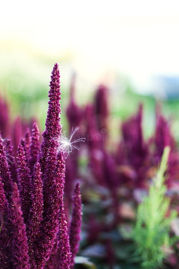 Long Maroon Flowers and Feather Summer Stock Image - Image of flowering ...
