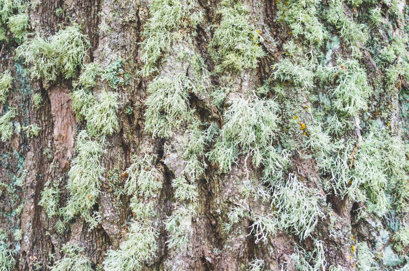 Long Moss Close-up on a Tree in Damp Forest. Stock Image - Image of ...