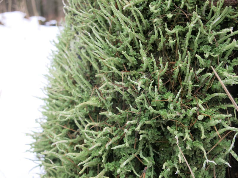 Long Moss on the South Side of the Tree Trunk Stock Photo - Image of ...