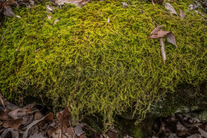 Long mosses on a rock stock image. Image of botanical - 265357809