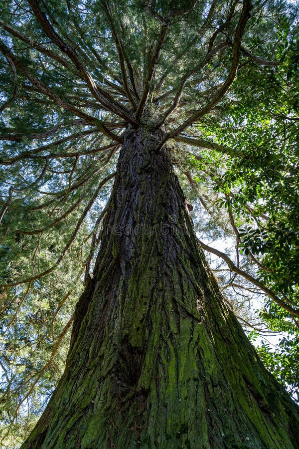 Long and Mossy Tree Trunk of Huge Mammoth Trees Stock Image - Image of ...