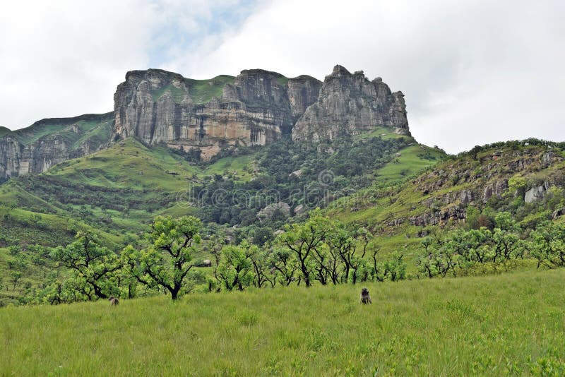 Long Mountain Trail with Bushes and Trees Around in Giant Mountains ...