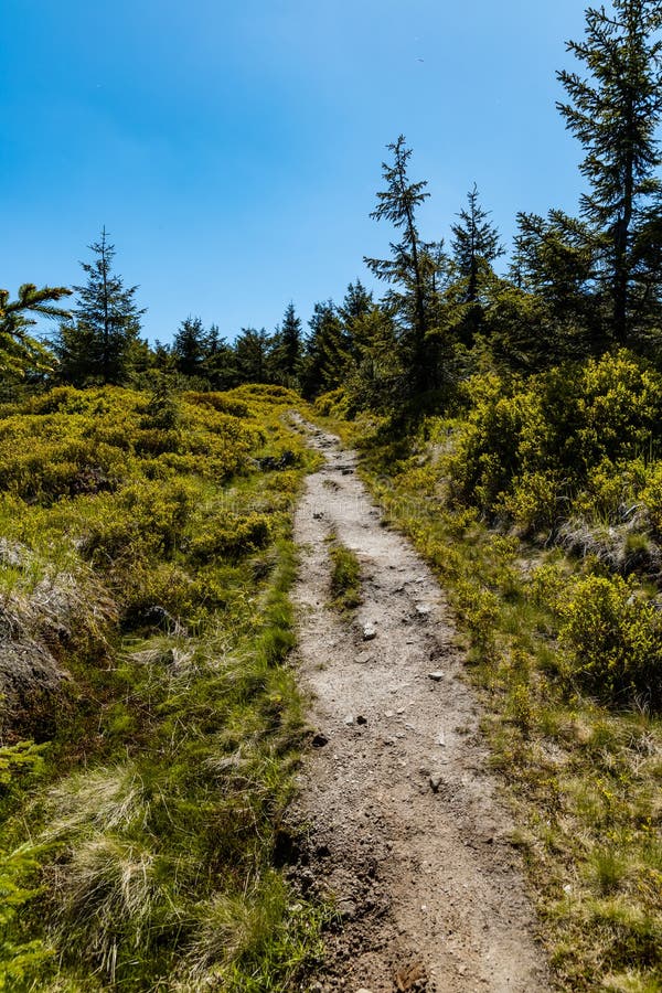 Long Mountain Trail With Bushes And Trees Around In Giant Mountains ...