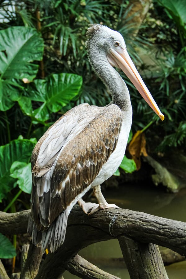 Long mouth bird stock photo. Image of long, life, wildlife - 28442822