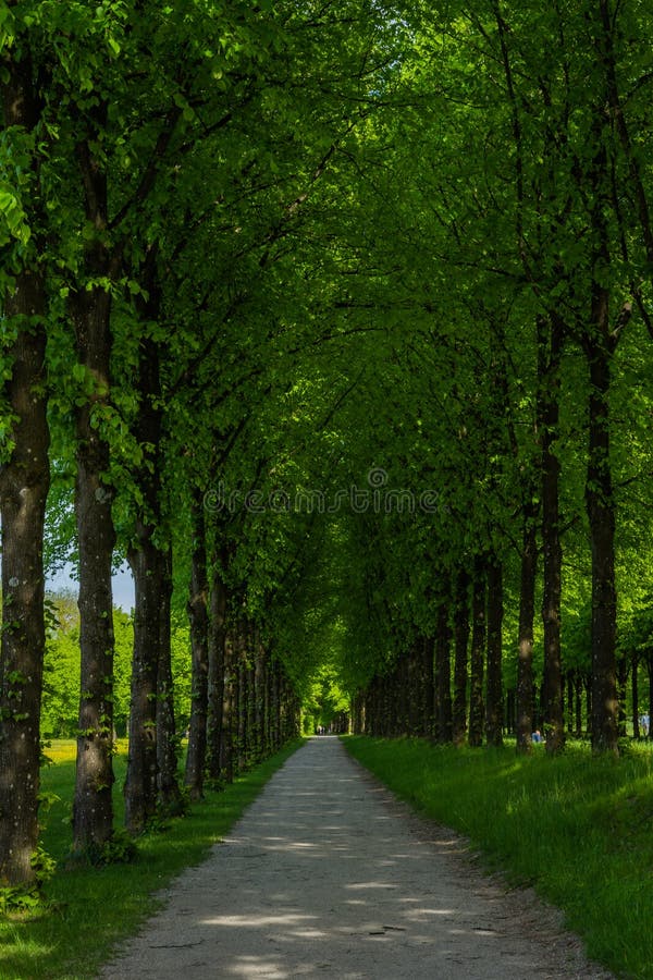 Long Mystical Path in the Forest Stock Image - Image of nature ...