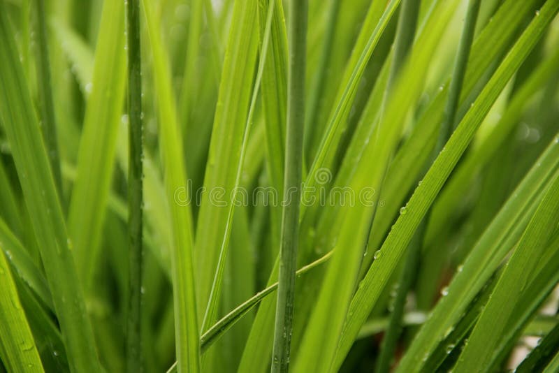 Long and Narrow Green Leaves. Beautiful Green Background Stock Image ...