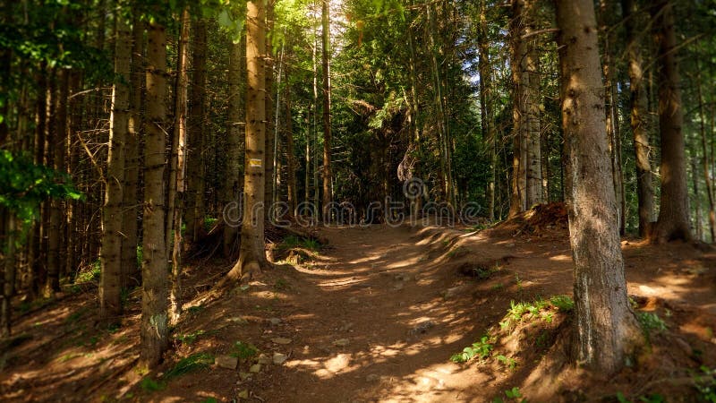 Long Narrow Path through Pine Tree Forest on Top the Mountain Stock ...