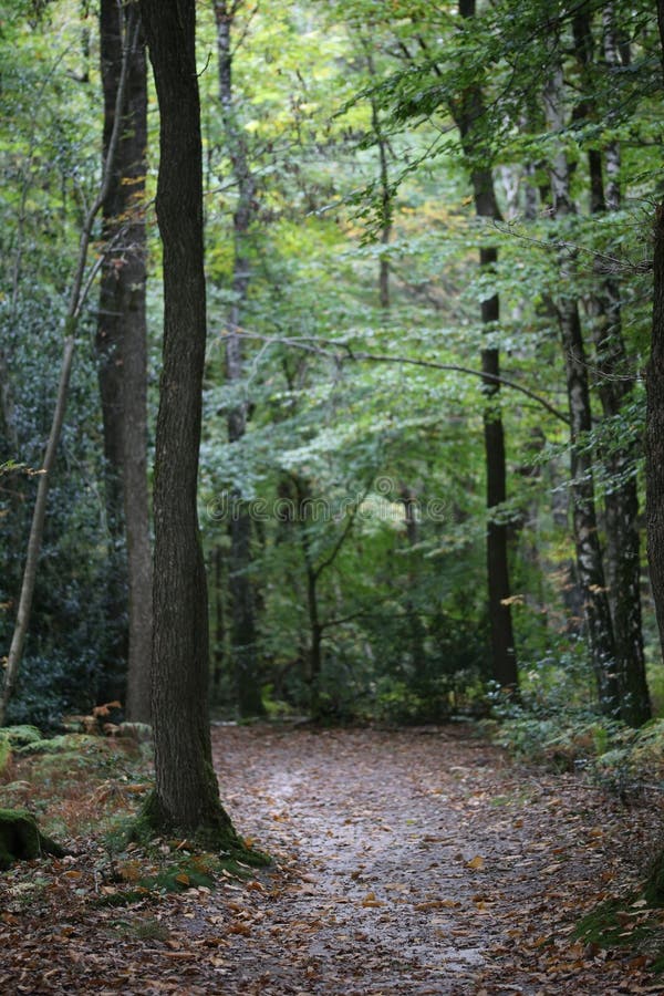 Long Narrow Path with Trees and Fallen Leaves All Over the Trail Stock ... Long Narrow Path with Trees and Fallen Leaves All Over the Trail Stock ...