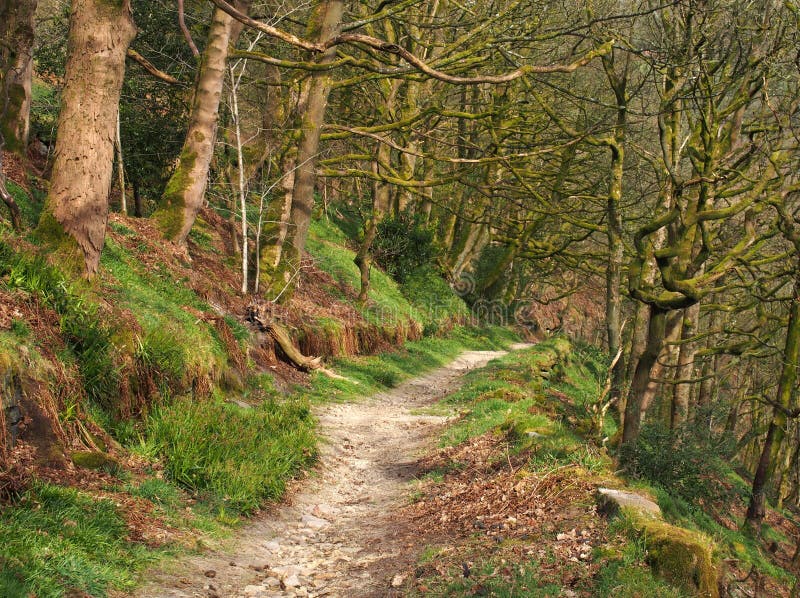 Long Narrow Pathway Though Dense Forest Running Along a Hillside Stock ...