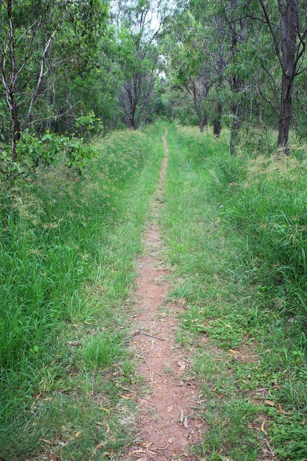 Long Forest Trail in Green Grass Stock Image - Image of grass ...