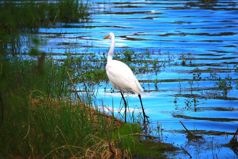 White Bird Long Neck Stock Photos - Download 14,588 Royalty Free Photos