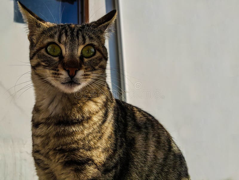 The Power of Cat Staring stock photo. Image of every - 119481082