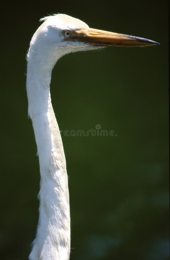 Long Neck Crane stock image. Image of nature, outdoors - 6407693