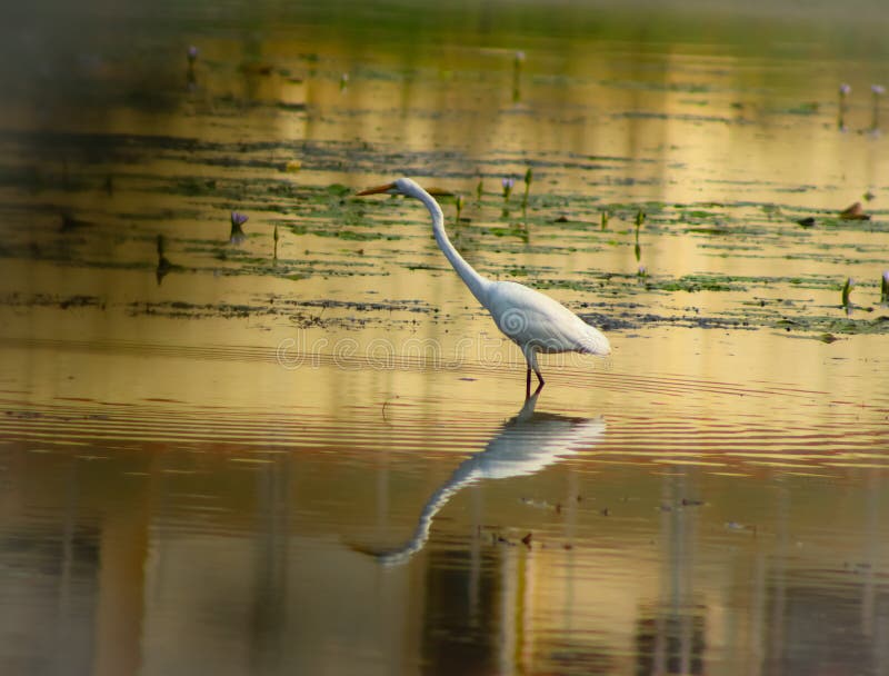 Long Neck Egret Bird Walking in the Big Lake Stock Photo - Image of ...