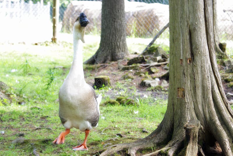 Long Neck Goose stock image. Image of livestock, nature - 96998395