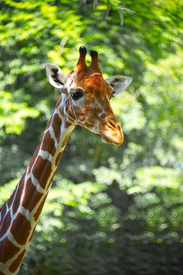 Long Neck and Head of a Giraffe Stock Photo - Image of spotted ...