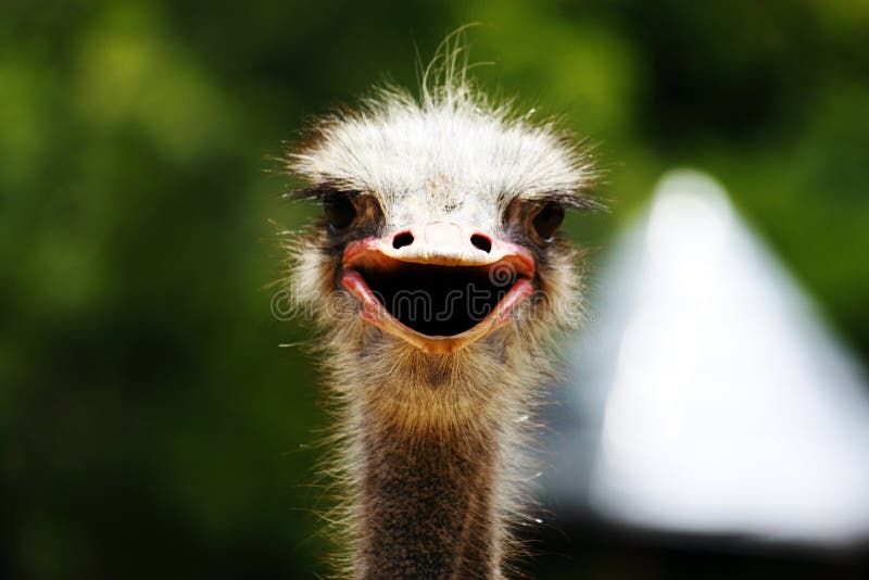 Smile, Ostrich! stock image. Image of ostrich, beak, bird - 10718861