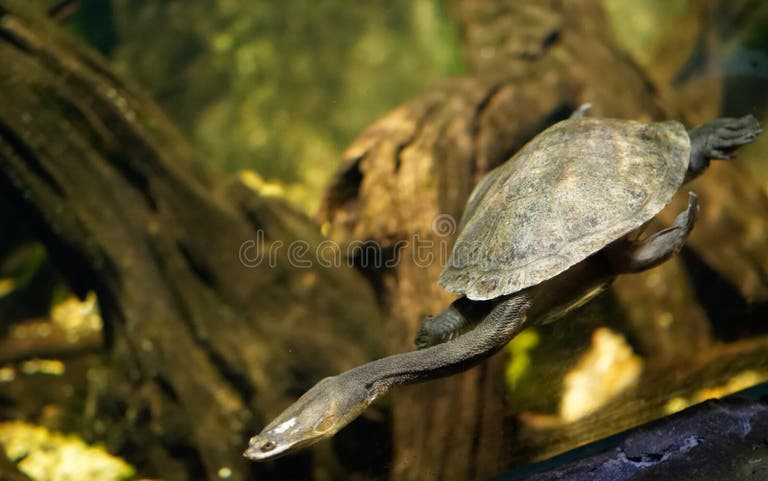 Long neck turtle stock photo. Image of common, shell - 37395178