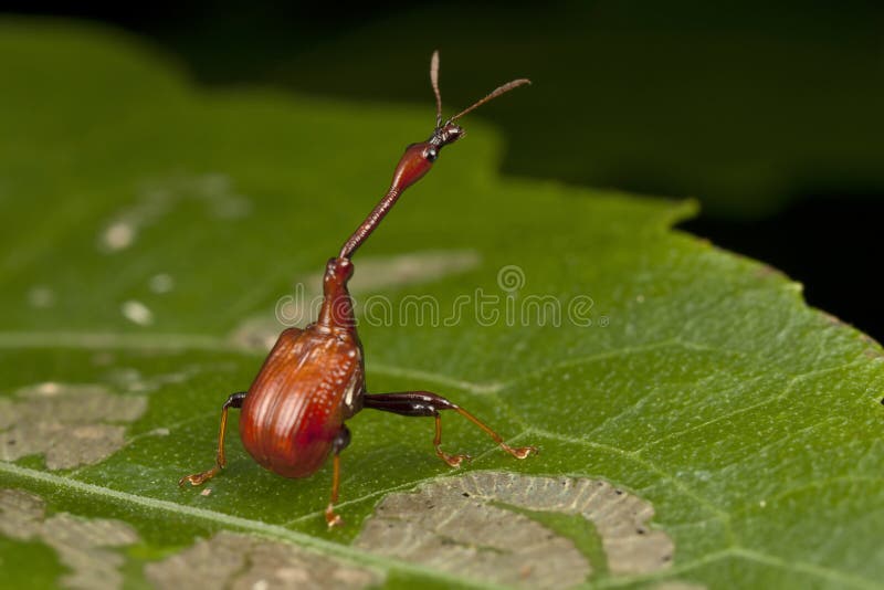 Long neck Weevil stock image. Image of fauna, leaf, insect - 17524793